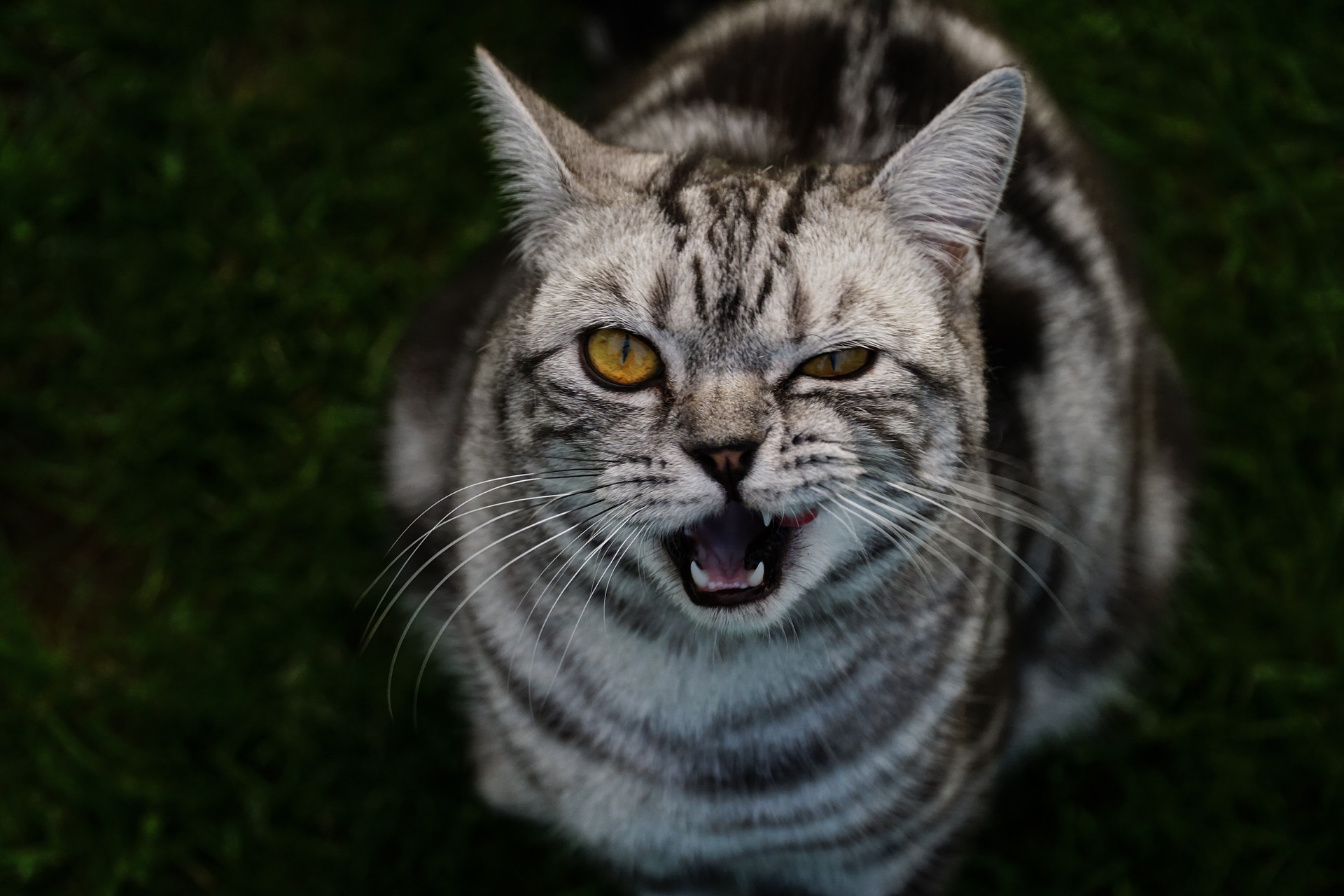 Want your answer to stand out? Use a little crass language | The ...