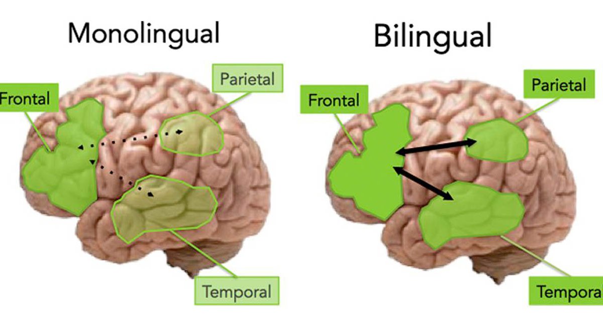 The benefits of bilingualism | The English Farm: premium business ... The benefits of bilingualism | The English Farm: premium business ...